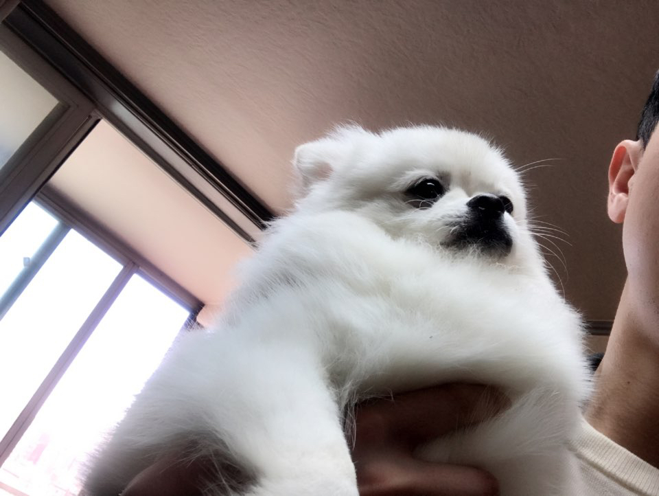 백구 (@ksba_) 님의 게시물 | KREAM