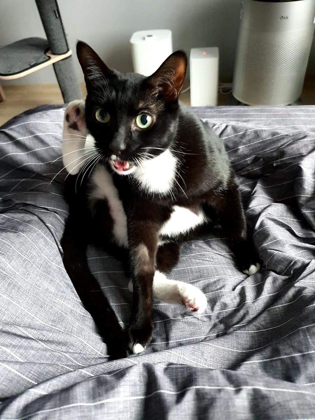 고먐미 피드 찾아다니는 닝겐 (@catislove) 님의 게시물 | KREAM