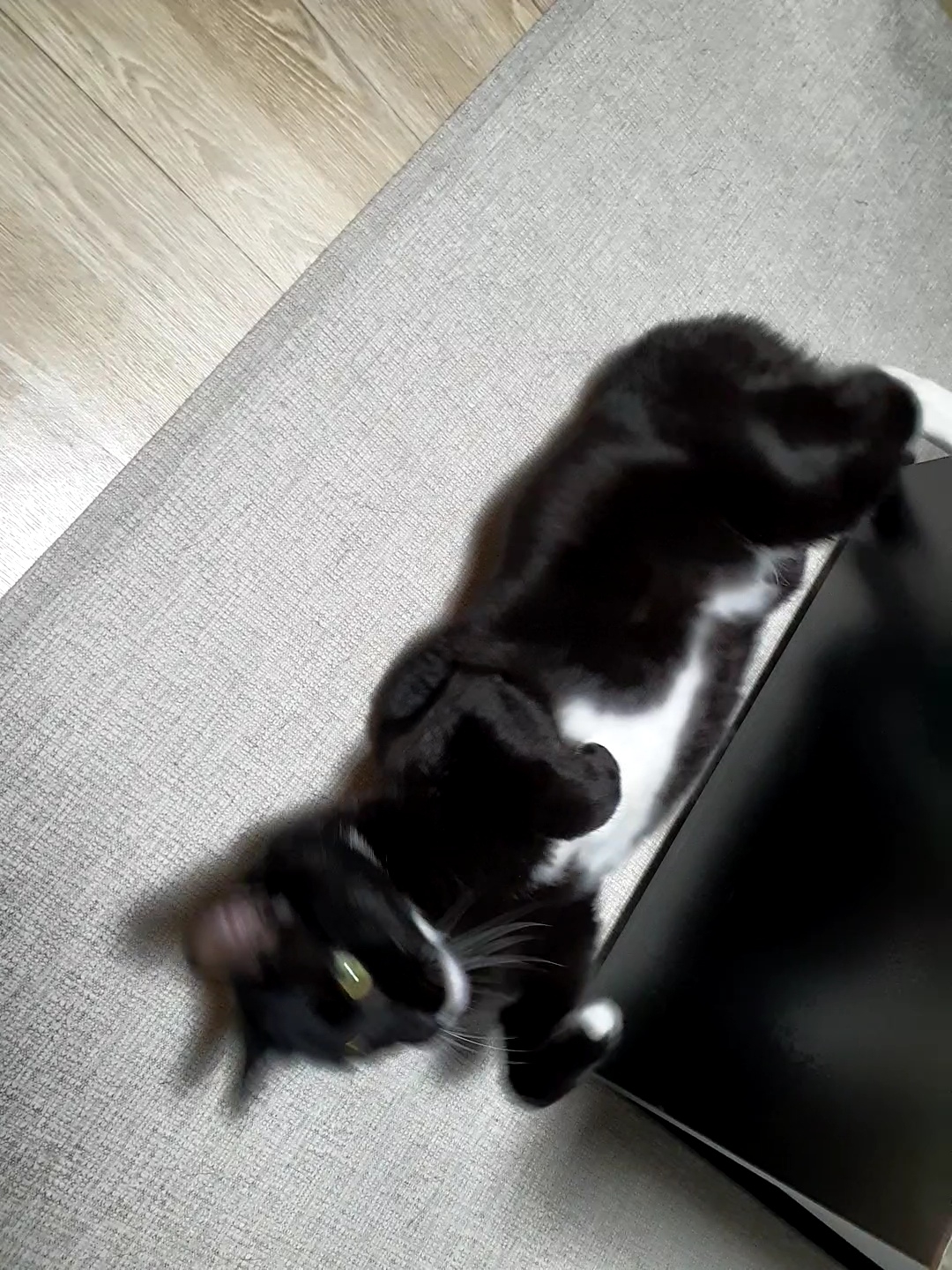 고먐미 피드 찾아다니는 닝겐 (@catislove) 님의 게시물 | KREAM