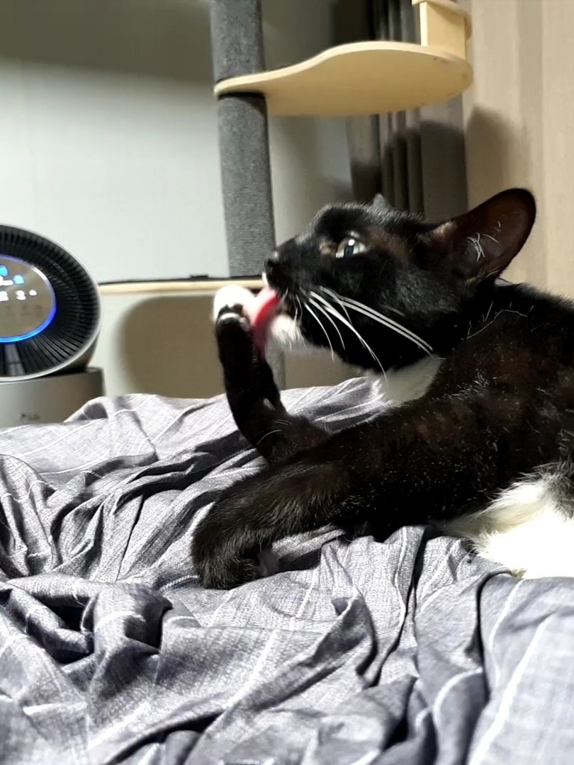 고먐미 피드 찾아다니는 닝겐 (@catislove) 님의 게시물 | KREAM