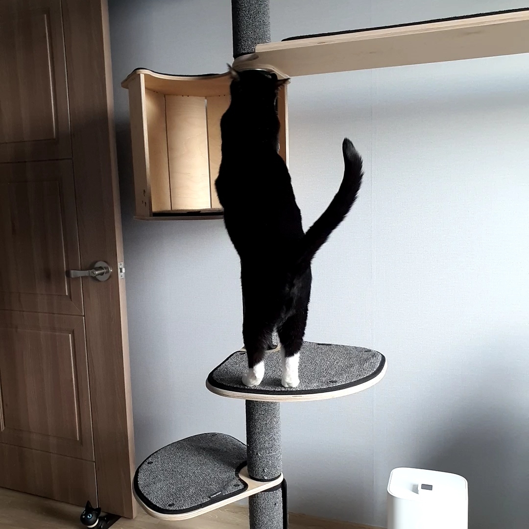 고먐미 피드 찾아다니는 닝겐 (@catislove) 님의 게시물 | KREAM