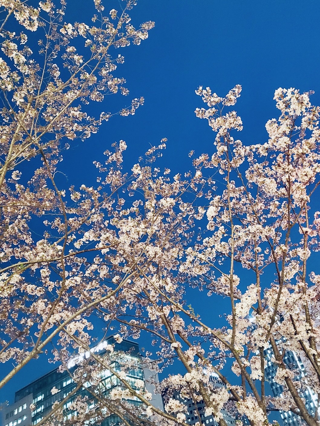 💙강군패밀리💚 (@classictype07) 님의 게시물 | KREAM