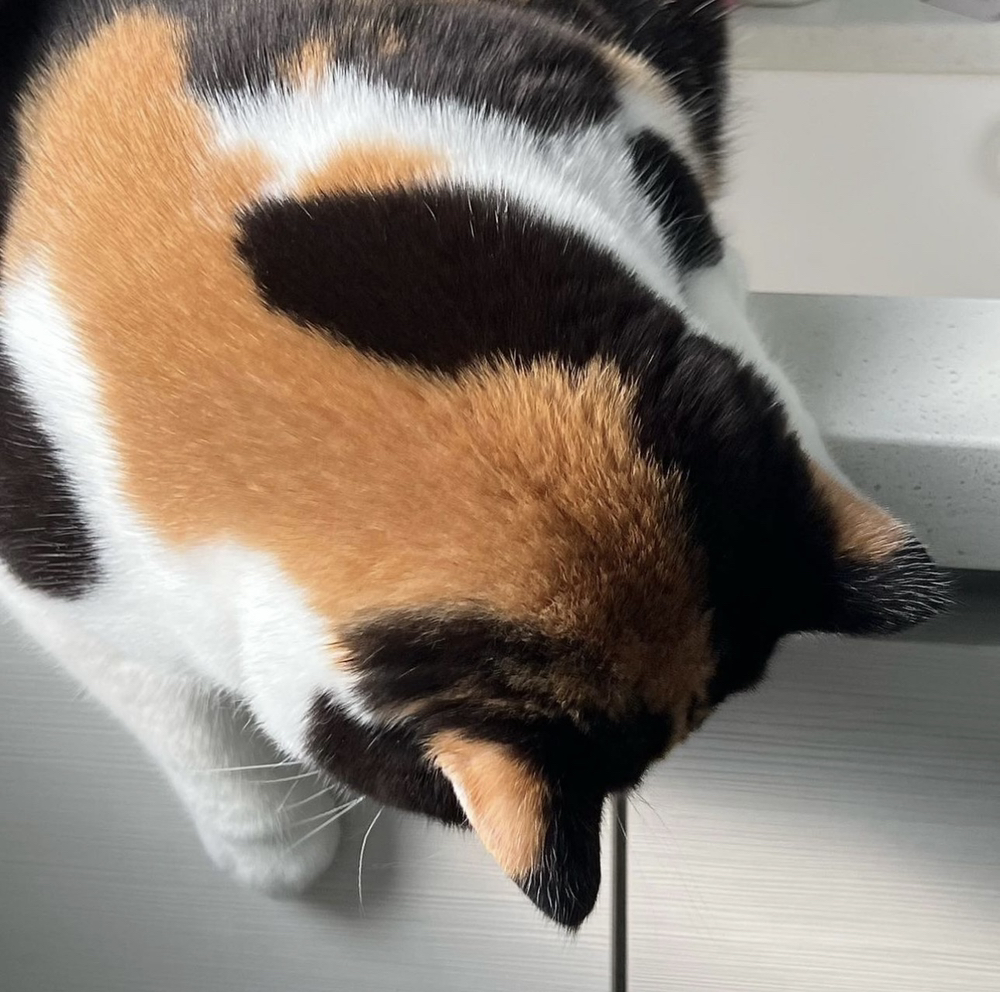 🍙 (@tee_ming) 님의 게시물 | KREAM