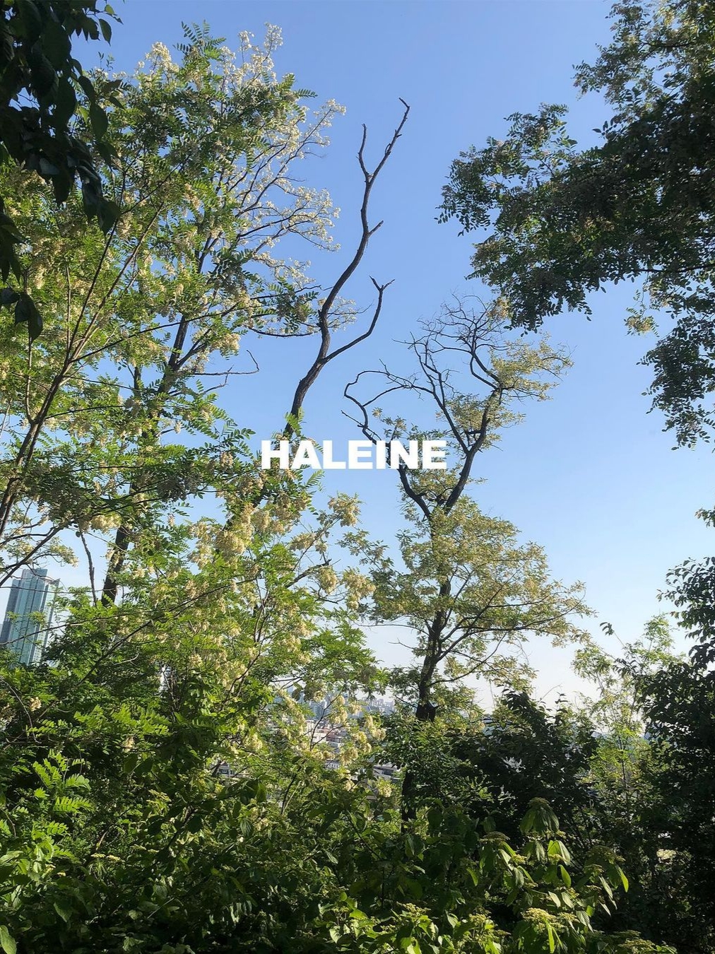 Haleine (@haleine_off...) 님의 게시물 | KREAM