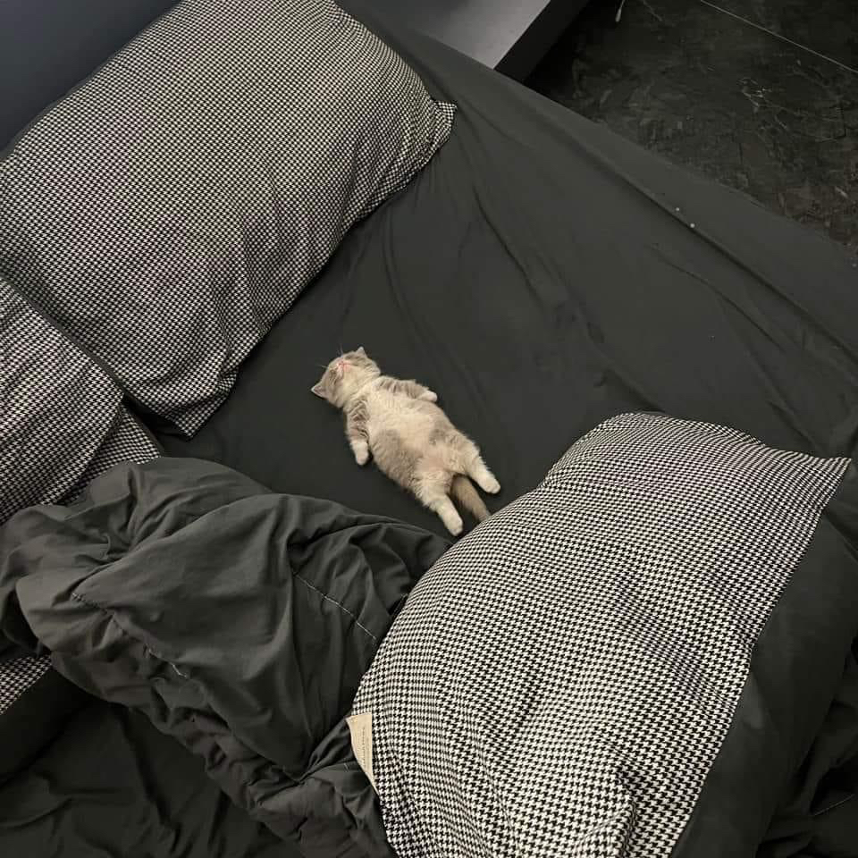 hell yeah (@q3ztw1) 님의 게시물 | KREAM