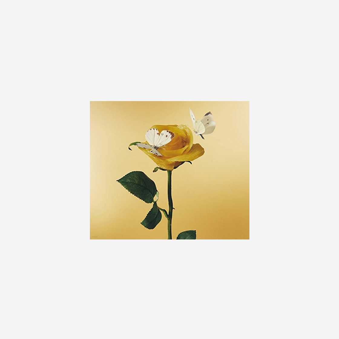 아이묭 맛있는 파스타가 있다고 들어서 초회 한정반 CD | LP & CD | KREAM