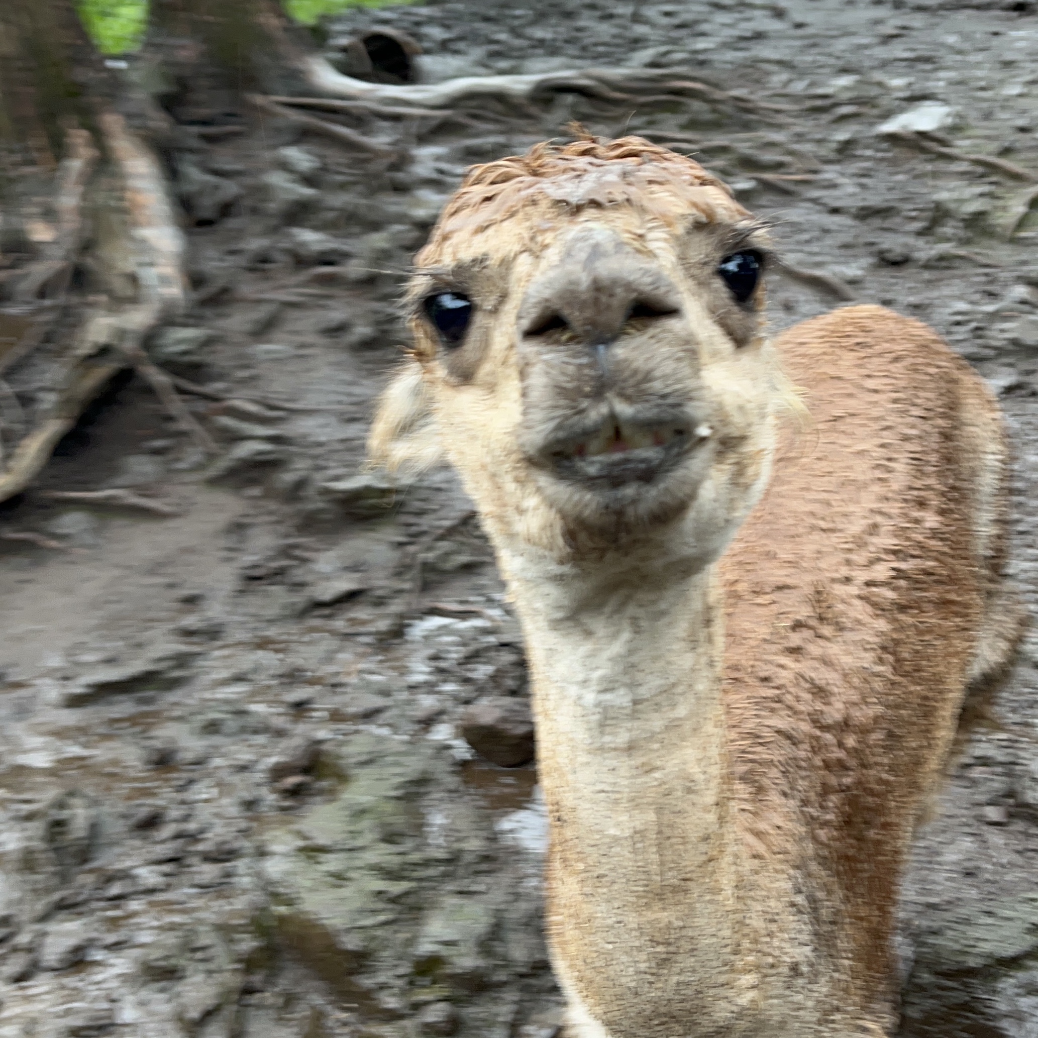 CHoi_ms (@choi_._) 님의 게시물 | KREAM