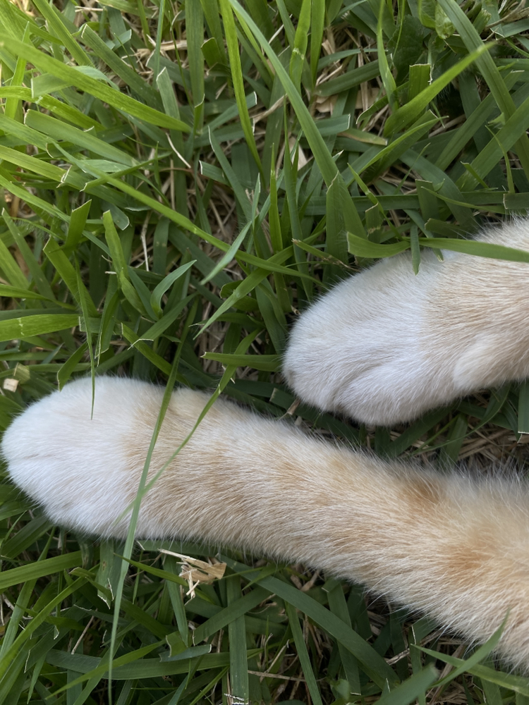 Corazon (@corazon_7) 님의 게시물 | KREAM