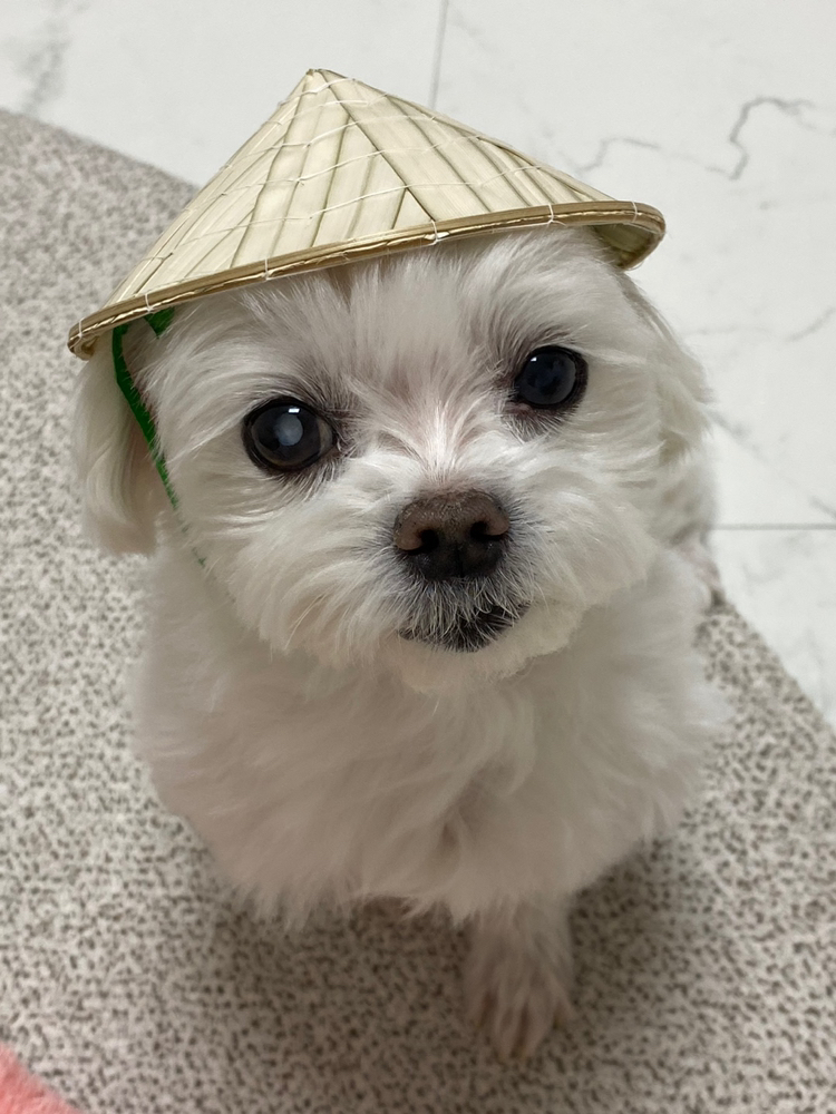 개집사 (@philosophy_jo) 님의 게시물 | KREAM