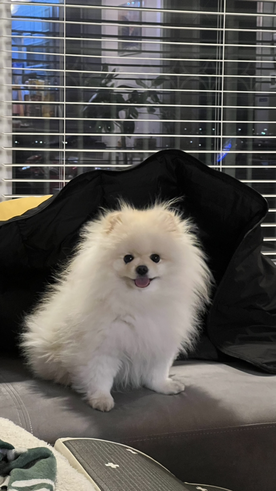 초강적 (@bom2_june) 님의 게시물 | KREAM