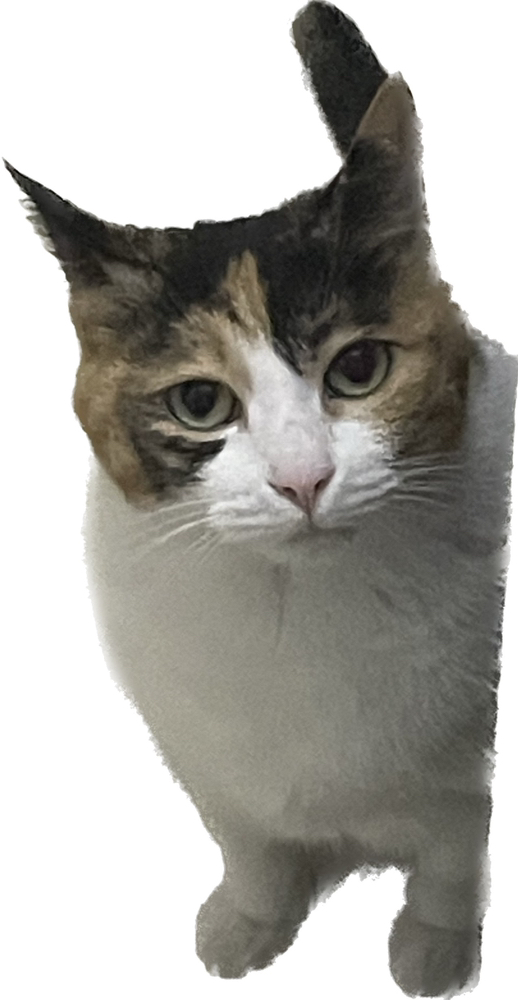 감자고양이 (@bean3me) 님의 게시물 | KREAM