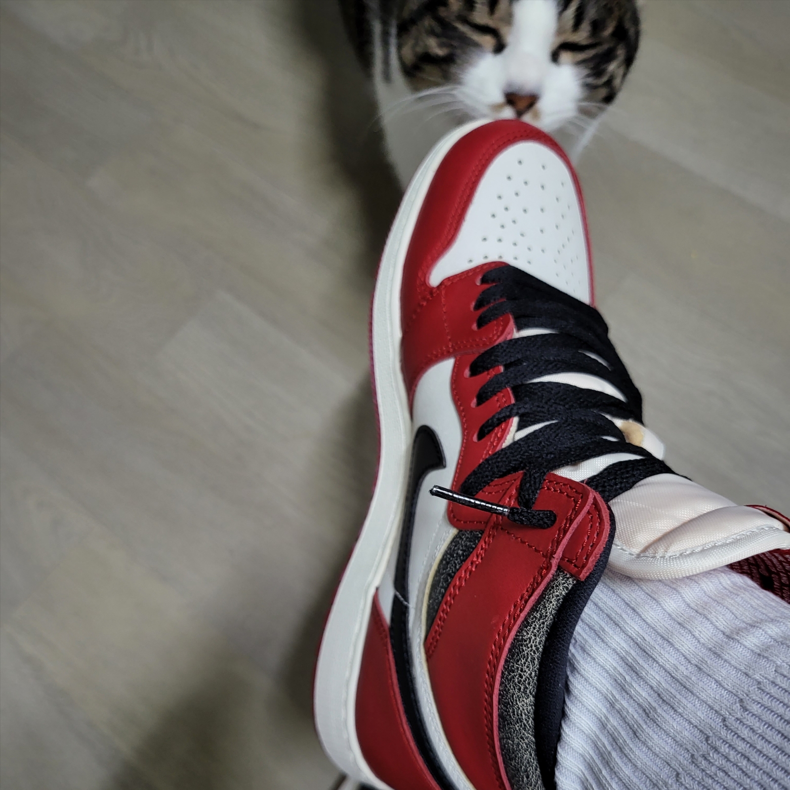 전투화,시카고 2022 (GS)250 | KREAM