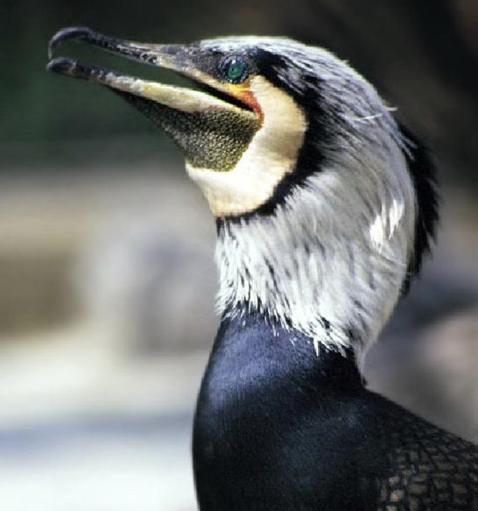 tjdco0927 (@gamauzi) 님의 게시물 | KREAM