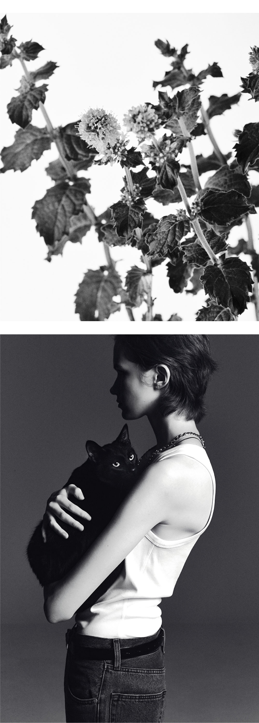 나디스 퍼퓸 핸드워시 쿨캣 300ML | Nardis | KREAM