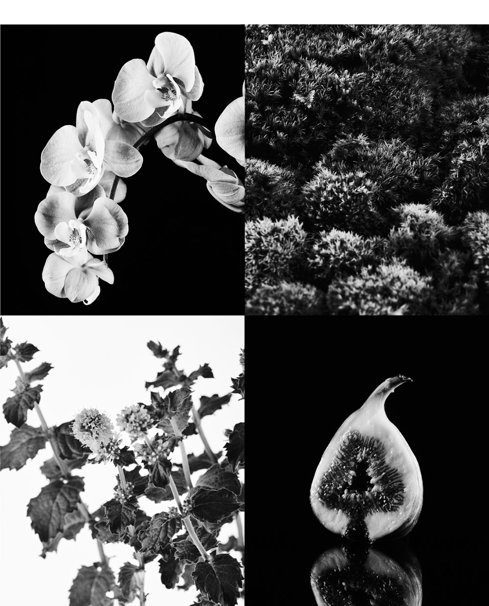 나디스 퍼퓸 디스커버리 세트 파이톤 패키지 3ML*4 | Nardis | KREAM