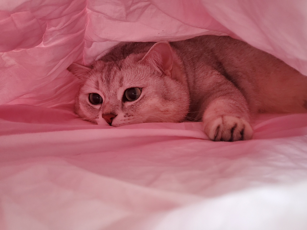 장한솔 (@hs_726) 님의 게시물 | KREAM