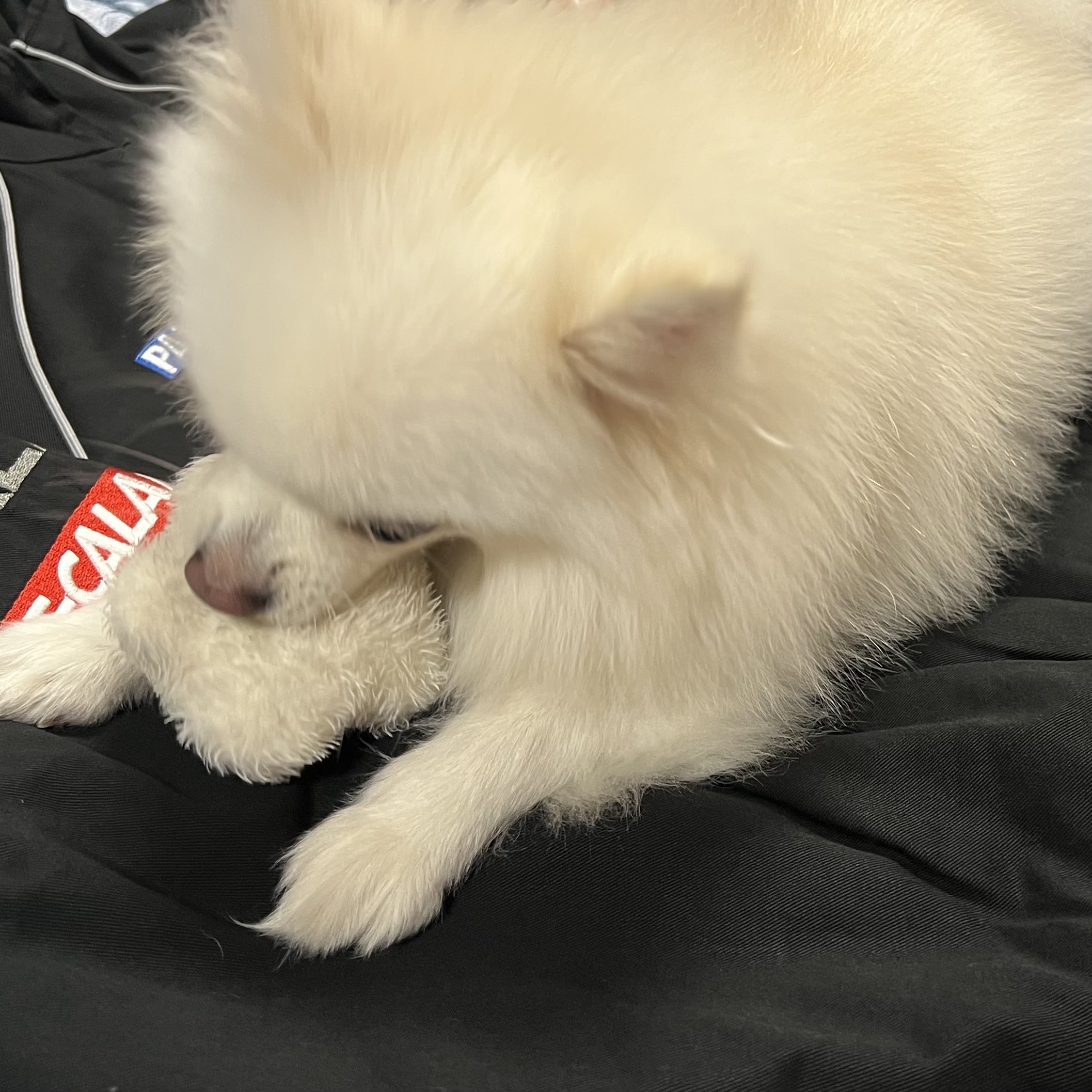 팔라스 펠리 랠리 자켓 | KREAM