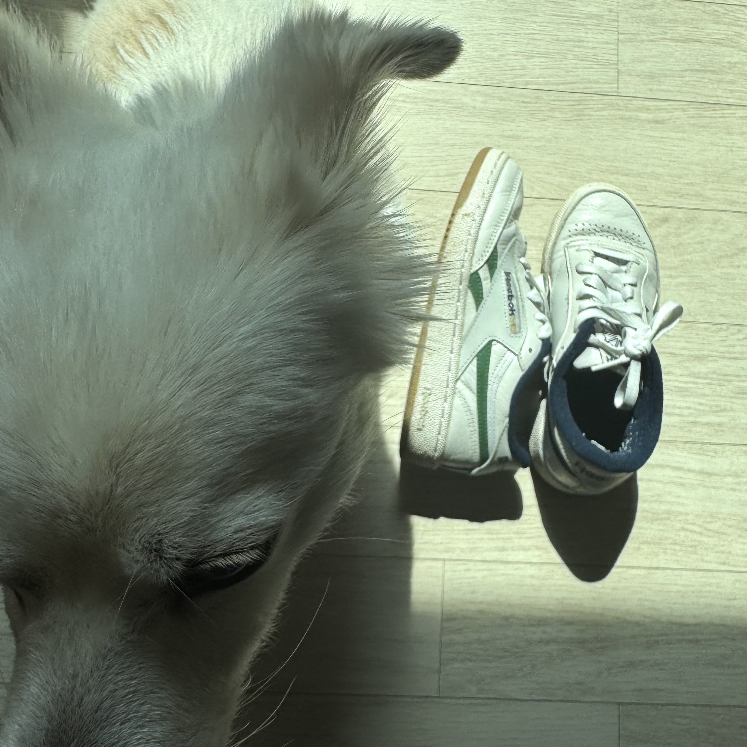 spring 🐶🐾🌱 | KREAM